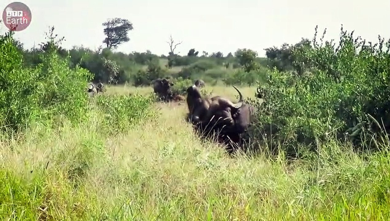 Buffalo Fight to Death with Lion - Animal Wild Life - video Dailymotion