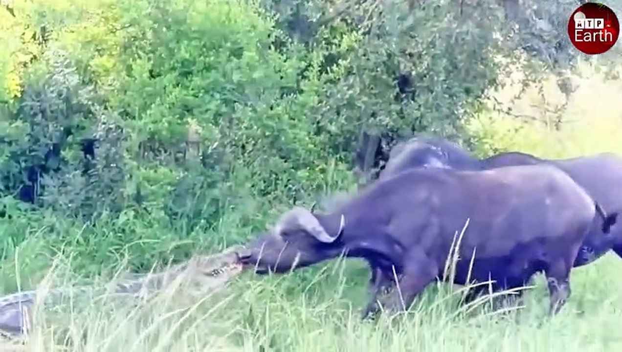 Crying! Buffalo Become Food of Lions and Hyenas - video Dailymotion