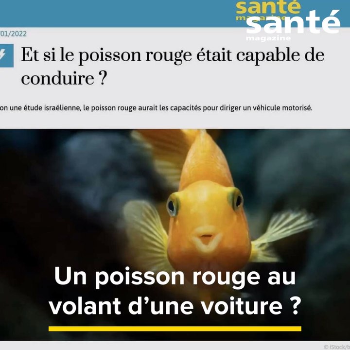 C'est dans l'actu : un poisson rouge au volant d'une voiture ? - Vidéo ...