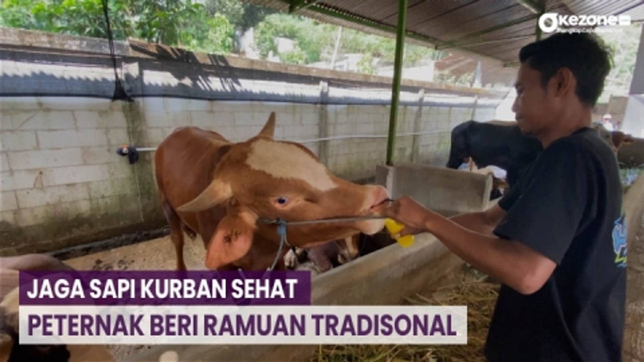 Sapi Sehat dan Bugar, Peternak Banjarnegara Beri Jamu Ramuan ...