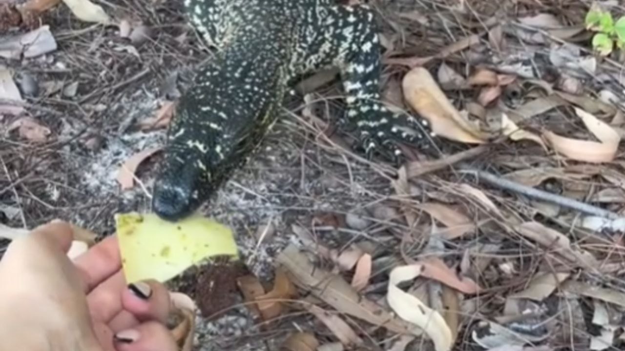 'Goanna got her good' - Woman gets her finger bitten while trying to ...