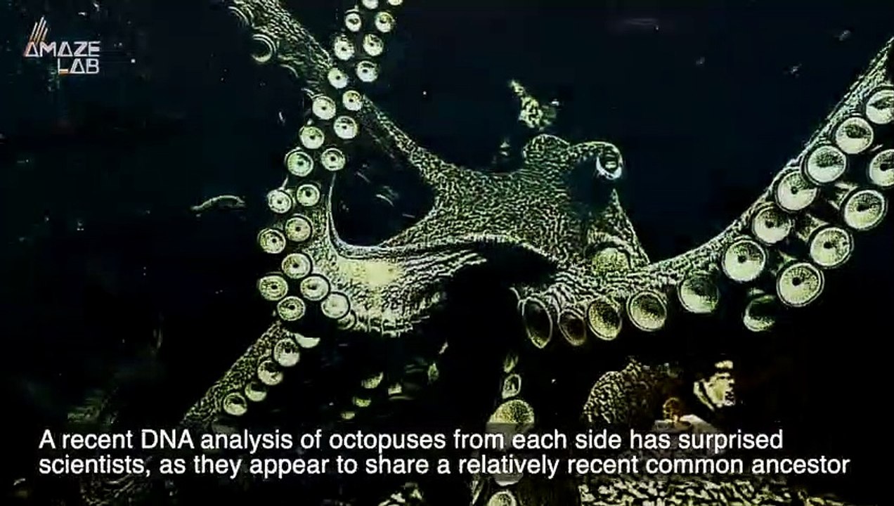 DNA From Two Octopus Species Just Revealed a Serious Warning About ...
