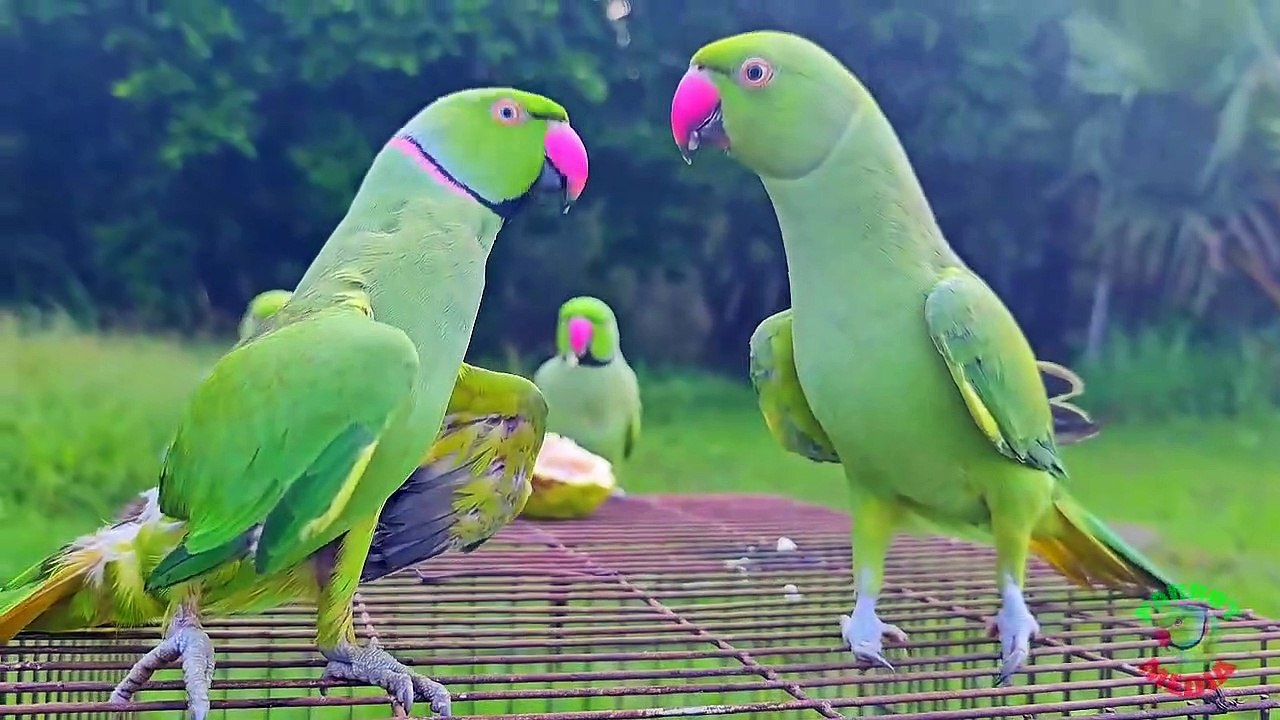 Funny Parrot Talking Video - video Dailymotion