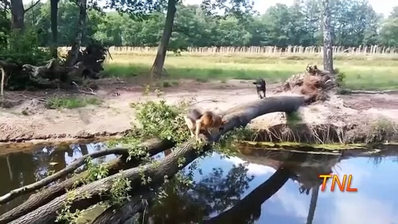 Funny clips Funny Videos girls fails very funny videos - Vidéo Dailymotion