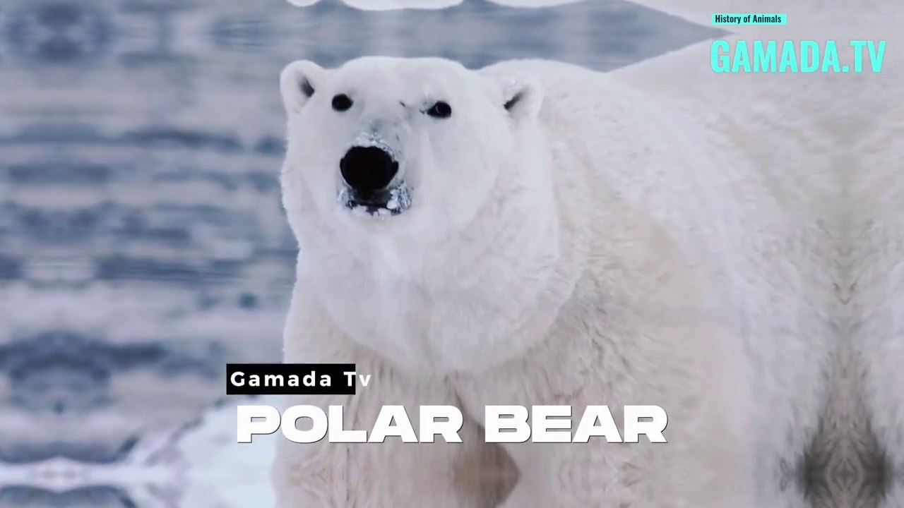 From Ancient Ancestors to Arctic Giants :The Fascinating Story of Polar ...