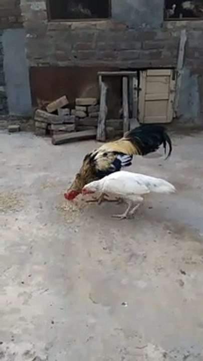 Aseel Java Murga and murgi subscribe my channel - video Dailymotion