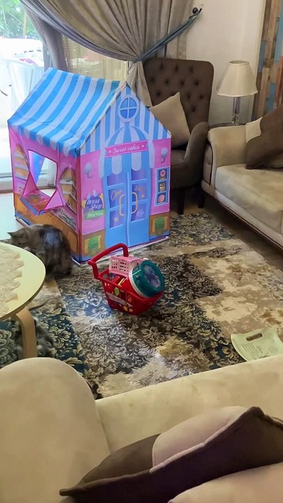 Monkino got angry on Milo - video Dailymotion