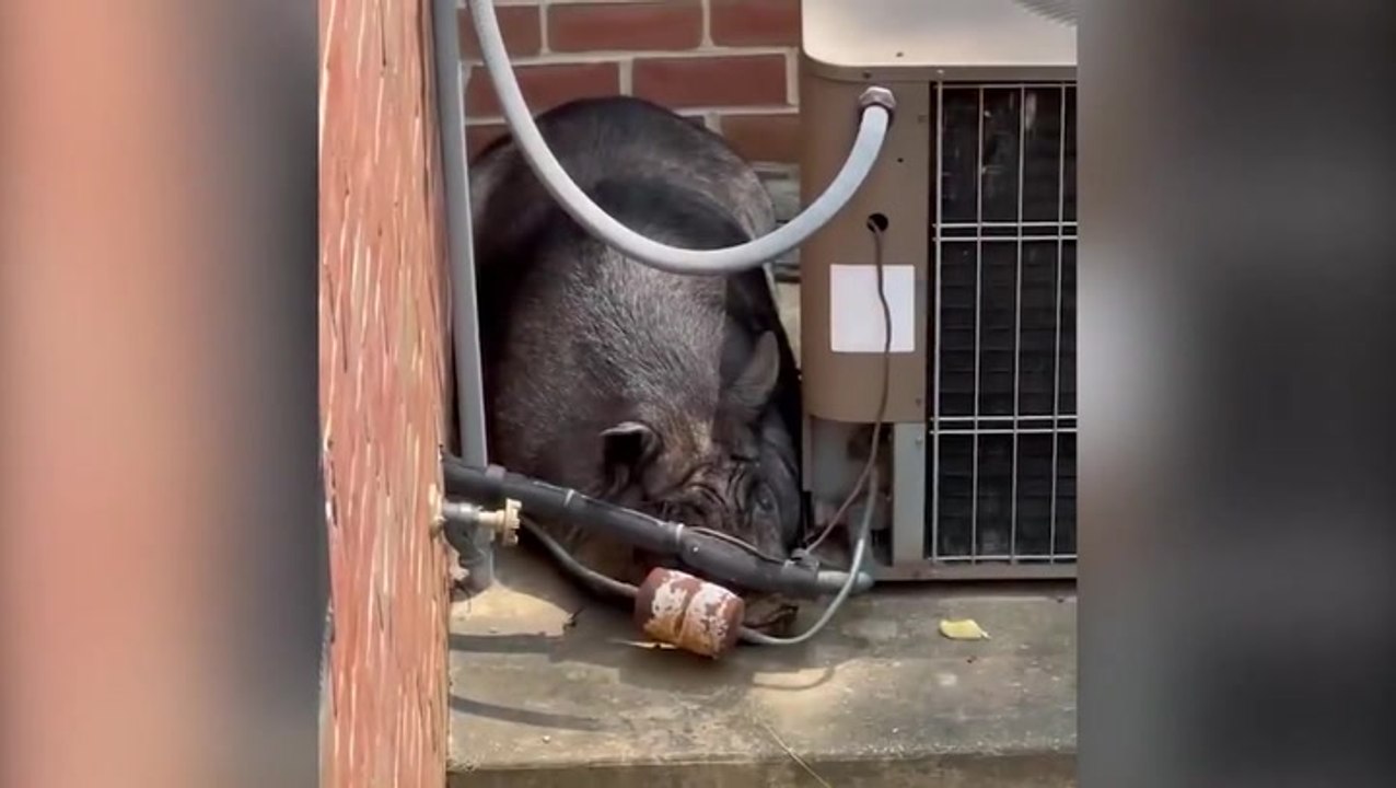 Fugitive pig captured after days of rampaging through Pennsylvania ...