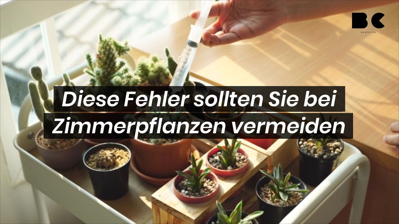 Diese Fehler sollten Sie bei Zimmerpflanzen vermeiden - video Dailymotion