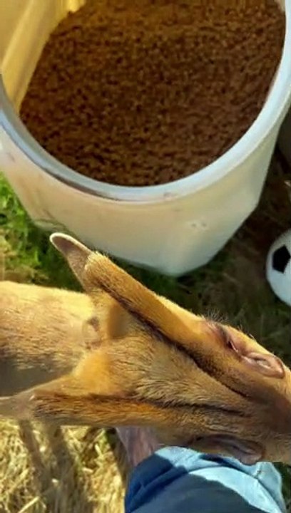 Muntjac Deer Looks Like a Space Alien - video Dailymotion