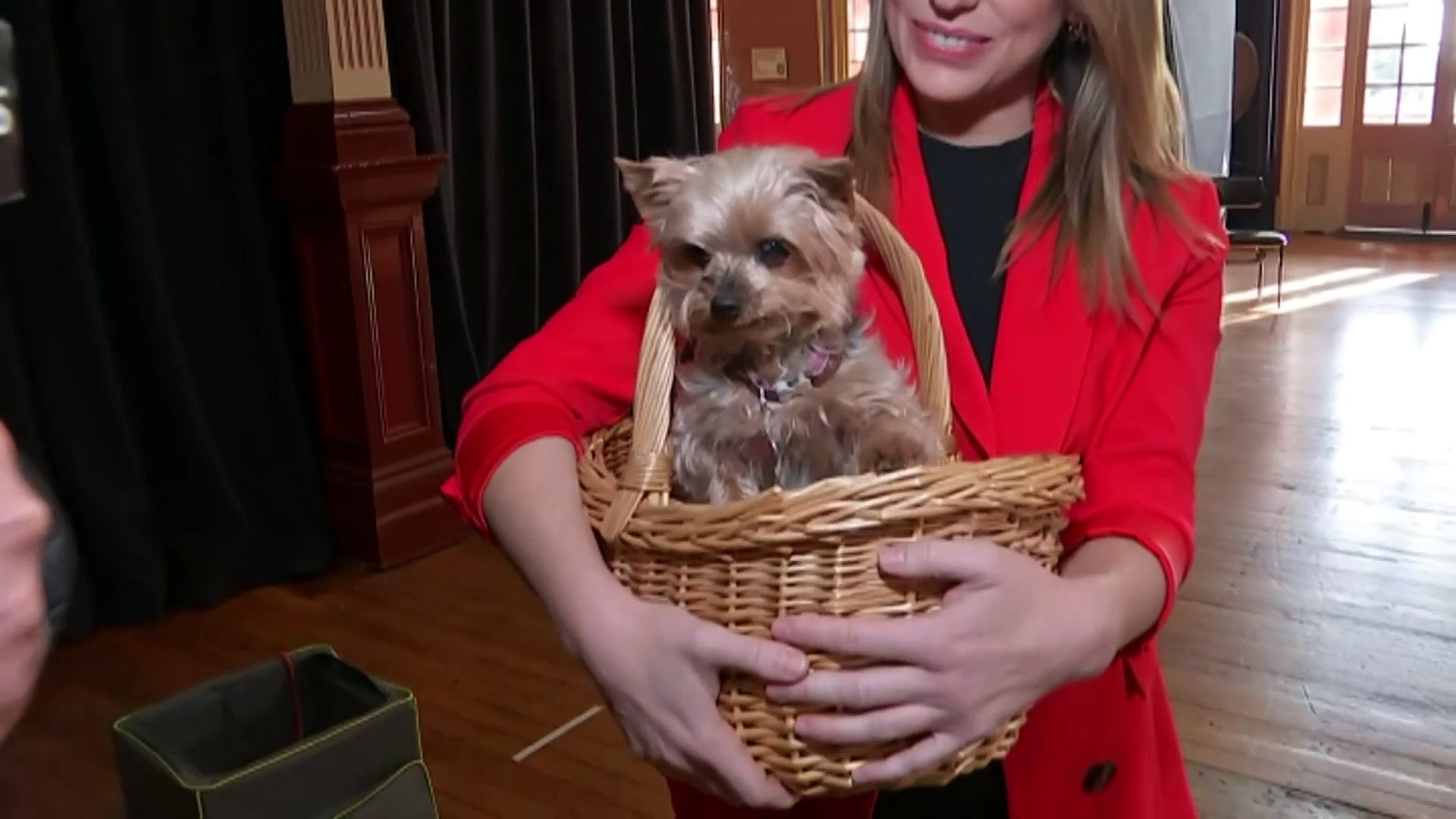today-is-national-bring-your-dog-to-work-day