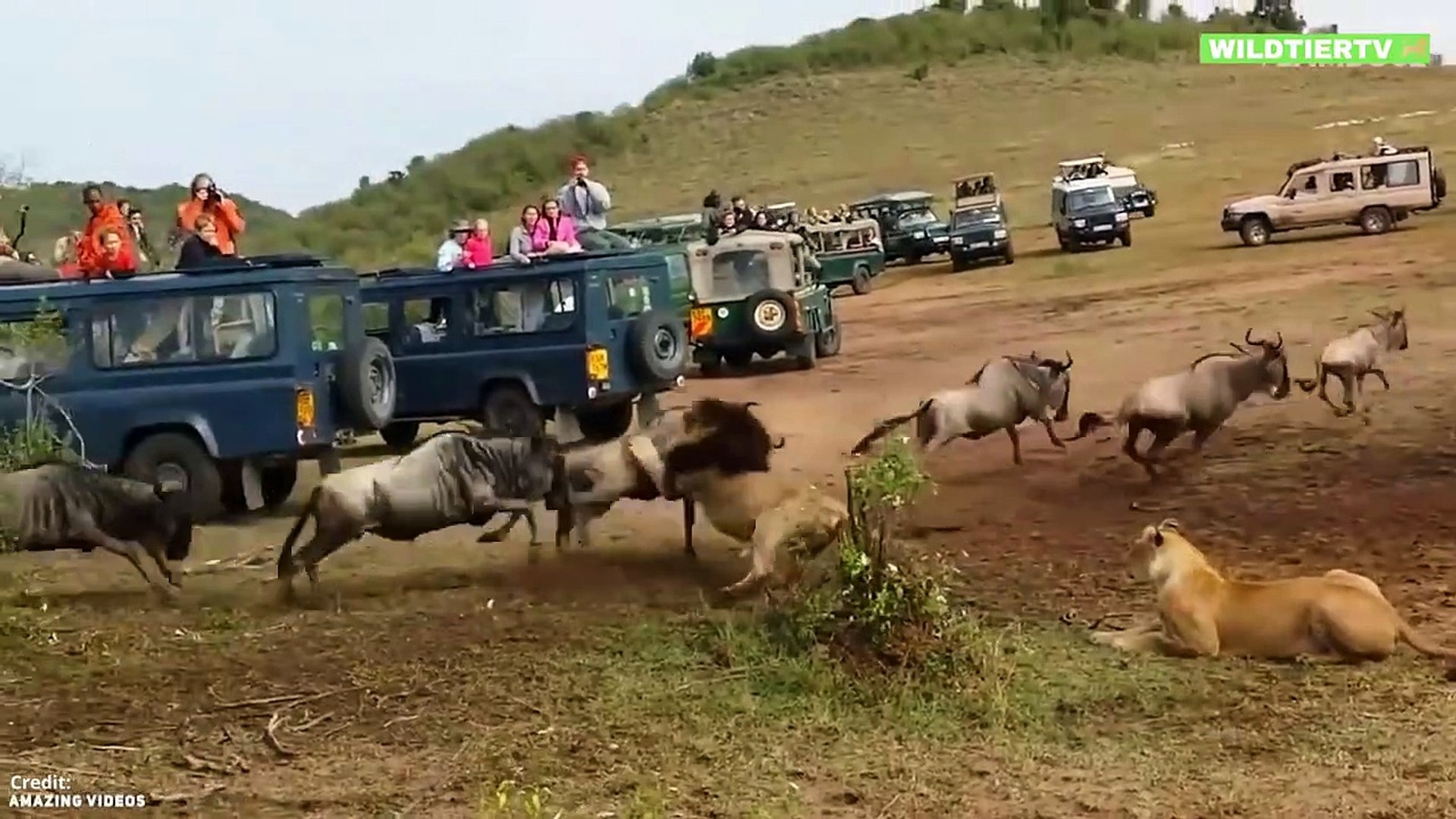 Löwe Frisst Gnus