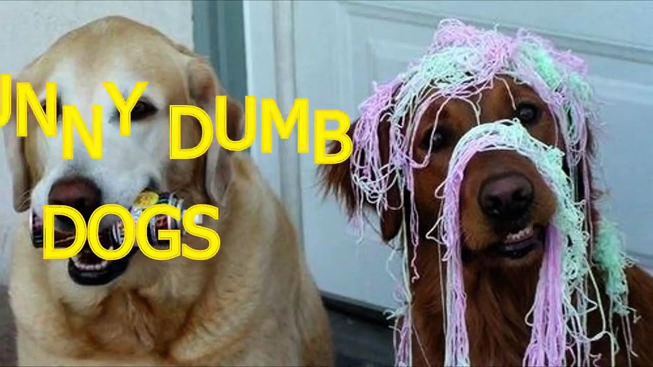 Funny dumb dogs Cute and funny dog fail compilation - Vidéo Dailymotion