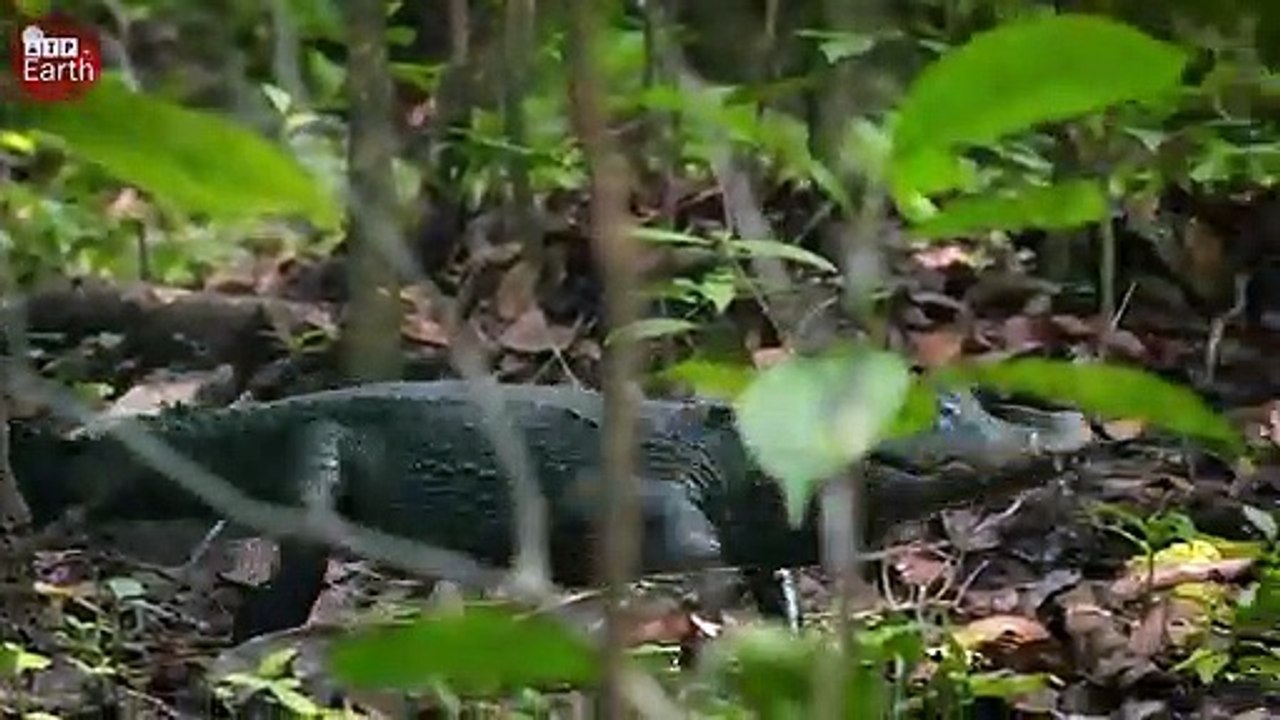 Final Battle of Crocodile - video Dailymotion