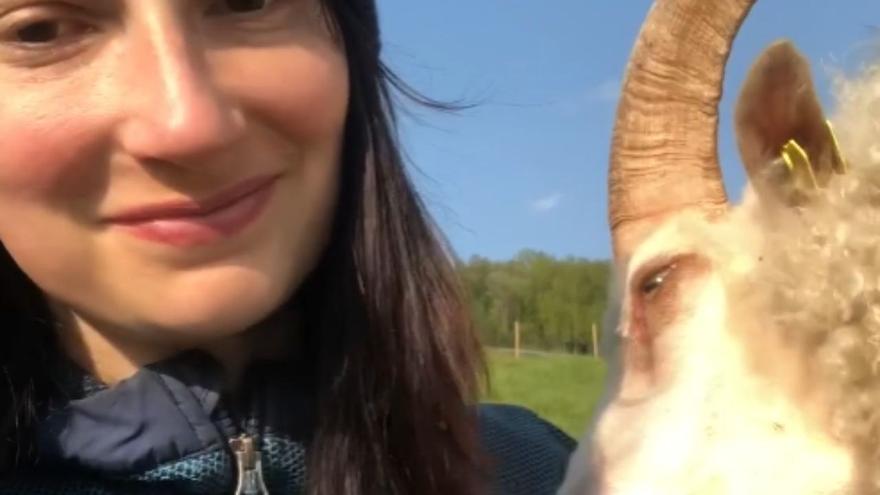 Woman gets a 'kick' out of ignoring attention-starved pet sheep - video ...