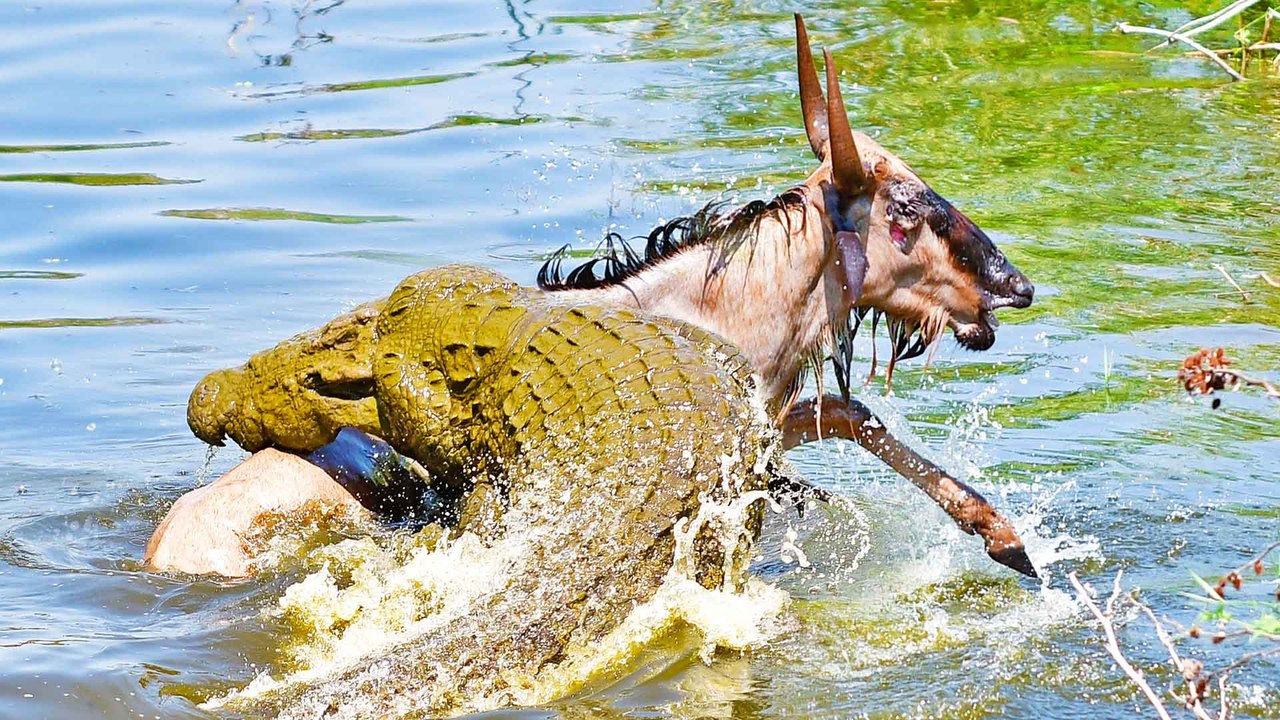 Wildebeest Escapes Small Croc to Swim into Jaws of Monster Croc - video ...