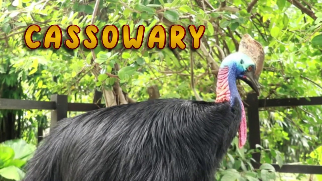Let's Find Out the Names of Animals #15 - Learn Animal's Names for Kids ...