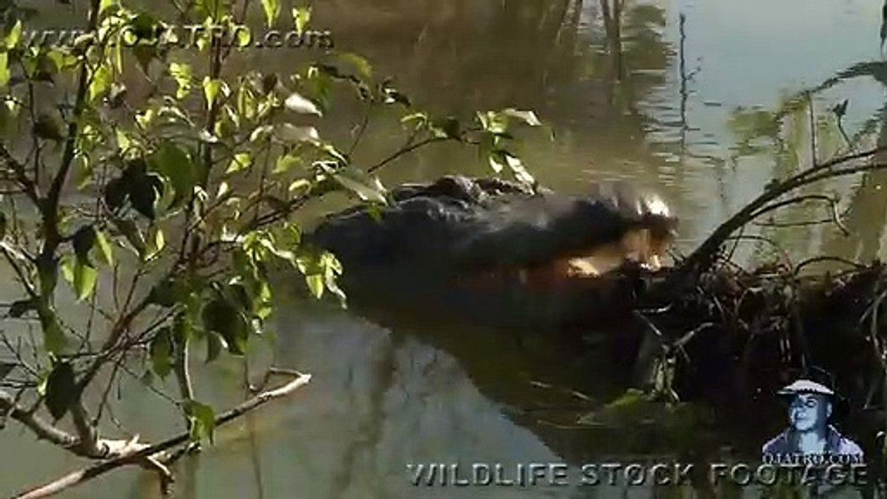 Aggressive Alligators 04, Time Lapse Speed x2 - video Dailymotion