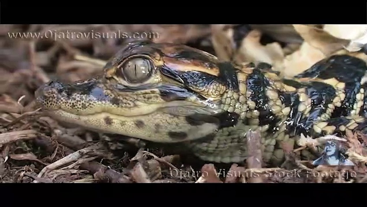 American Alligators Hatching Footage 01 - video Dailymotion
