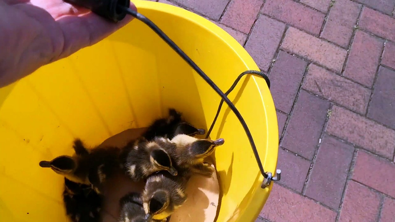 Operation Mallard Duckling Rescue - video Dailymotion