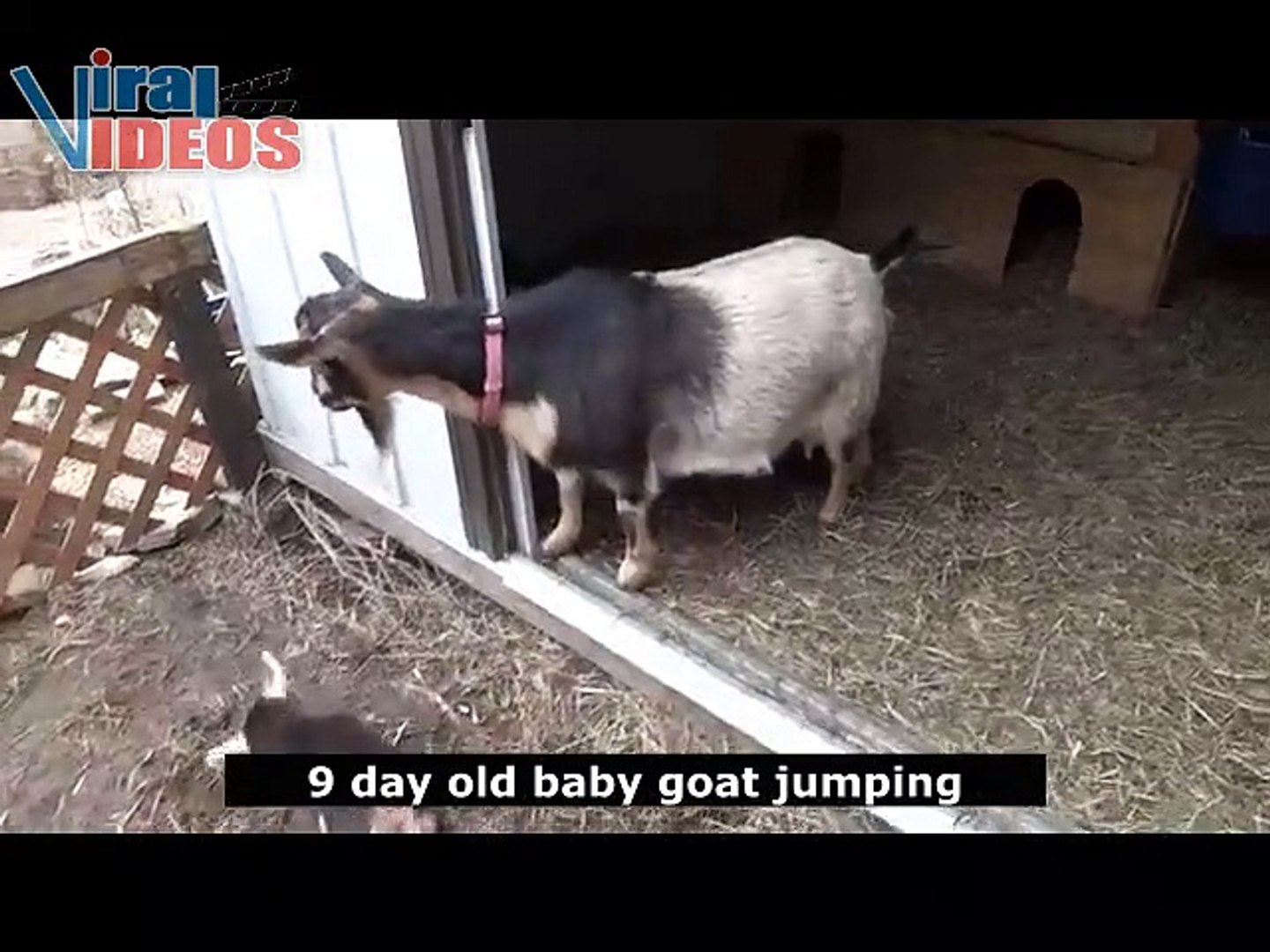 Kid Goat Jumping