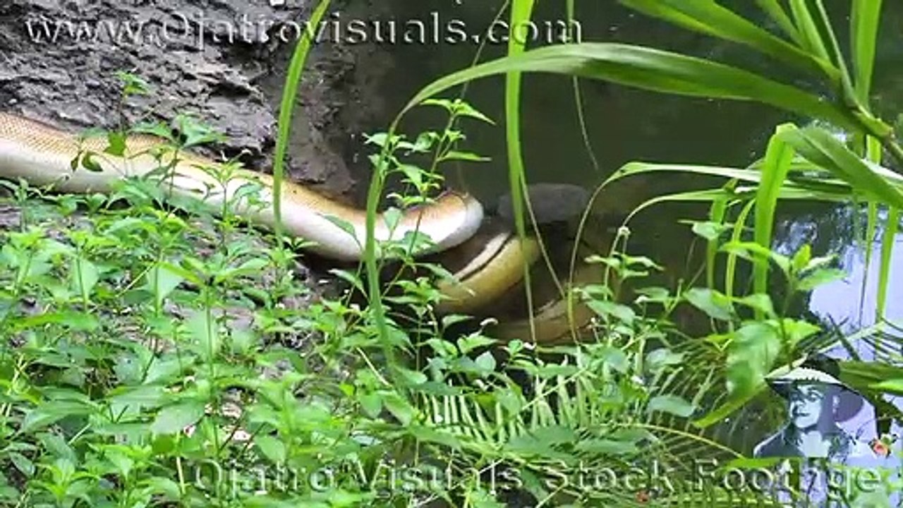 Python Eats Goat 02 Footage - video Dailymotion