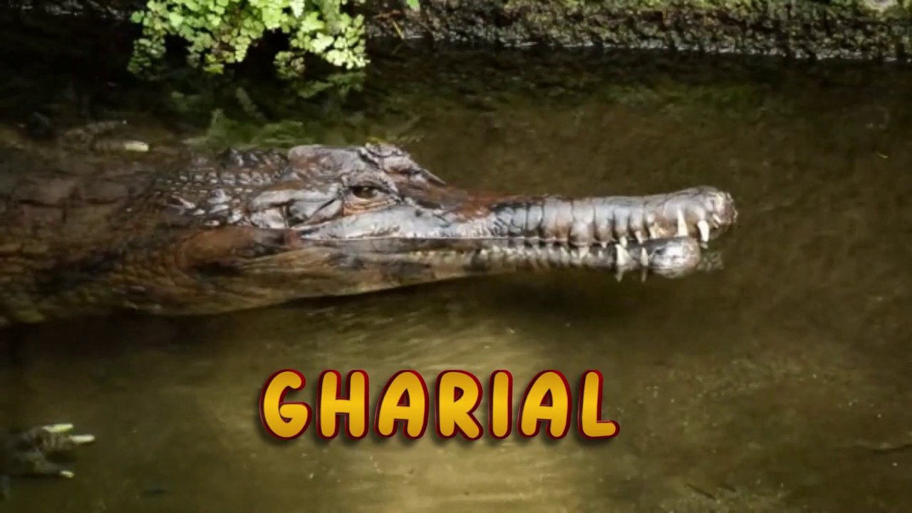 Let's Find Out the Names of Animals #17 - Learn Animal's Names for Kids ...