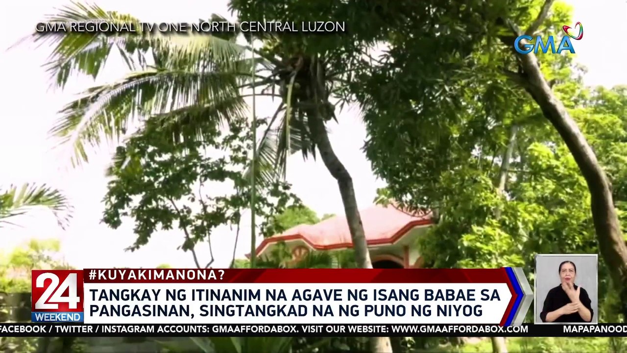Tangkay ng itinanim na agave ng isang babae sa Pangasinan, singtaas na ng puno ng niyog | 24 ...