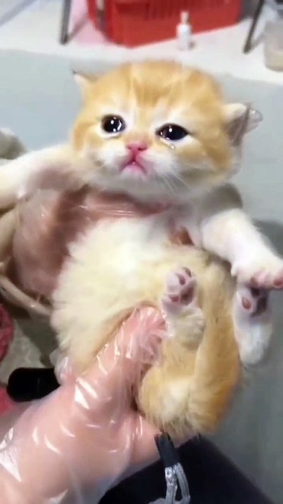 Ohh It's So Cute ️ - video Dailymotion