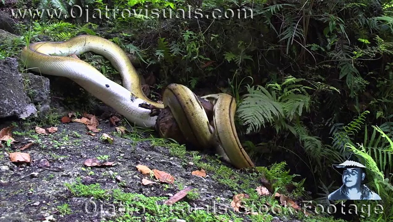 Python Eats Goat 05 Footage - video Dailymotion