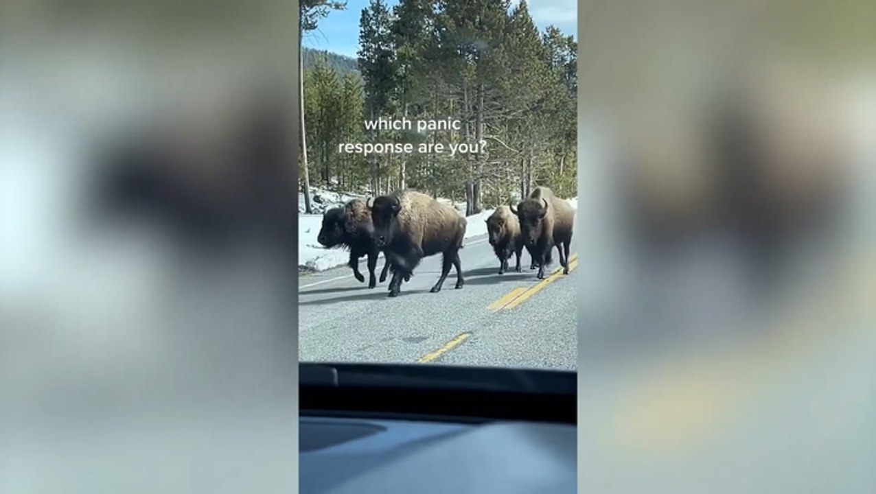 Moment herd of bison charge at car in Yellowstone National Park - video ...