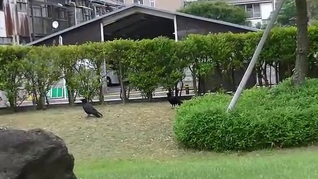 True love of Mr. and Mrs. Crow couple, iwatch and enjoy. - video ...