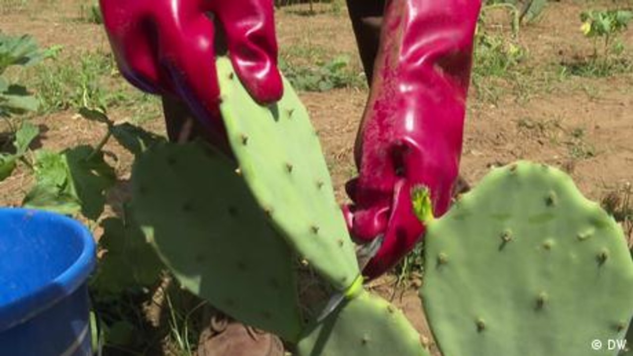 Making the best of a prickly problem - video Dailymotion