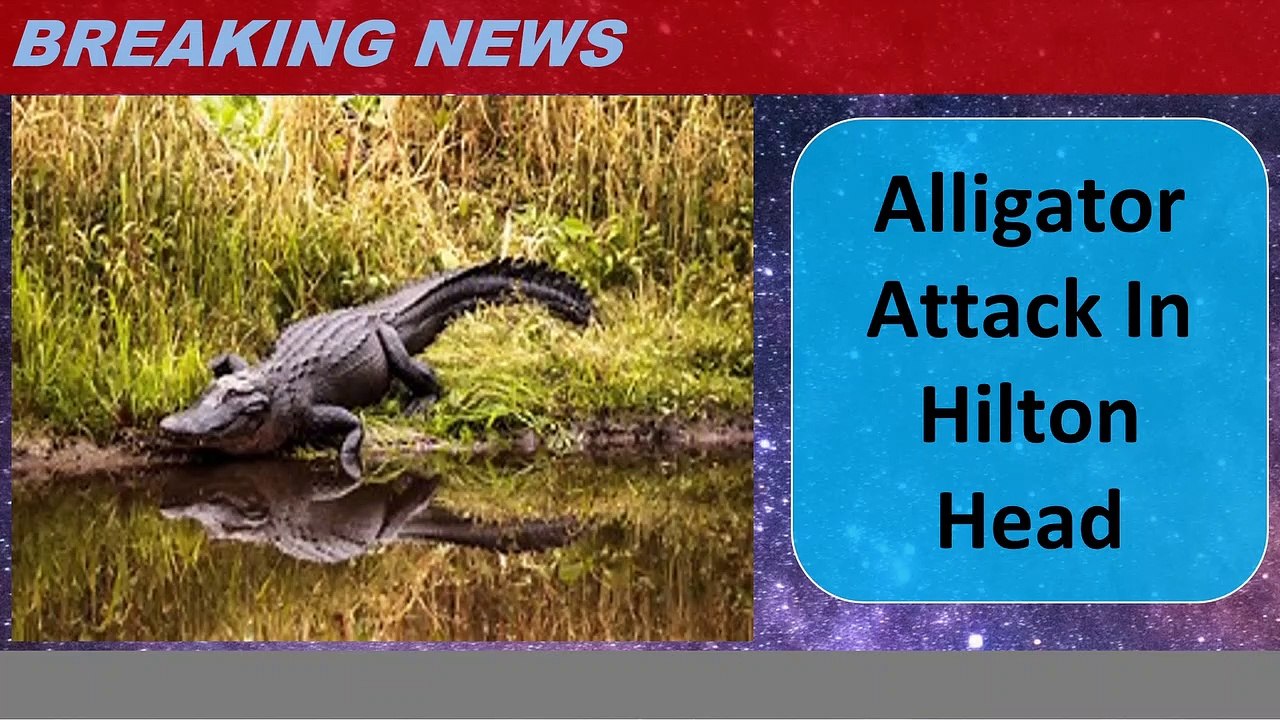Alligator Attack In Hilton Head - video Dailymotion