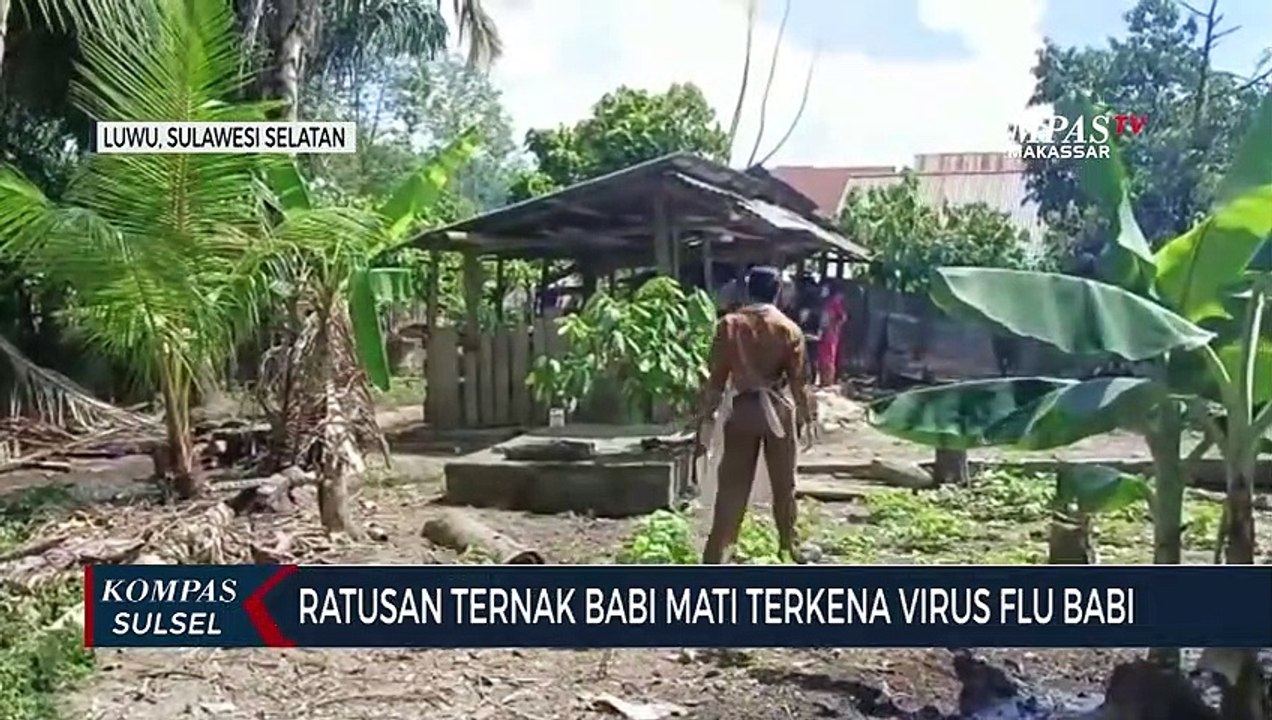 Ratusan Ternak Babi Mati Terkena Virus Flu Babi - Video Dailymotion