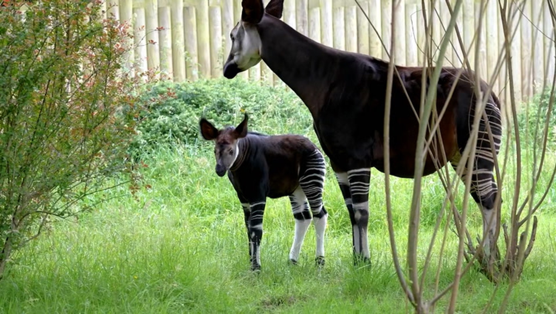 Baby Okapi