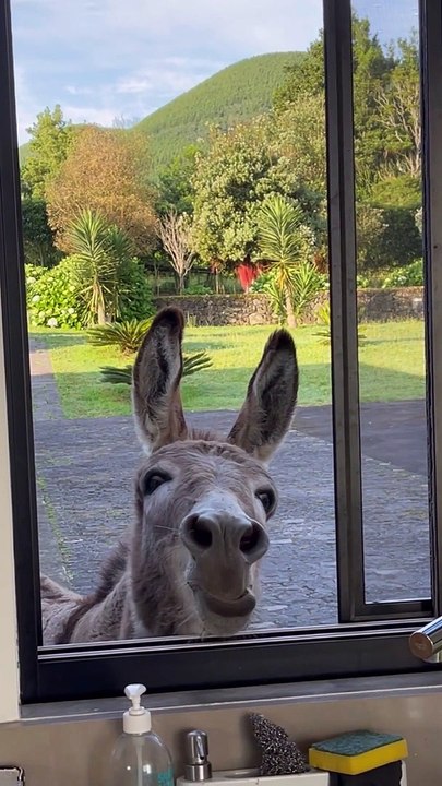 Donkey Comes to Have Breakfast at the Kitchen Window Every Morning ...