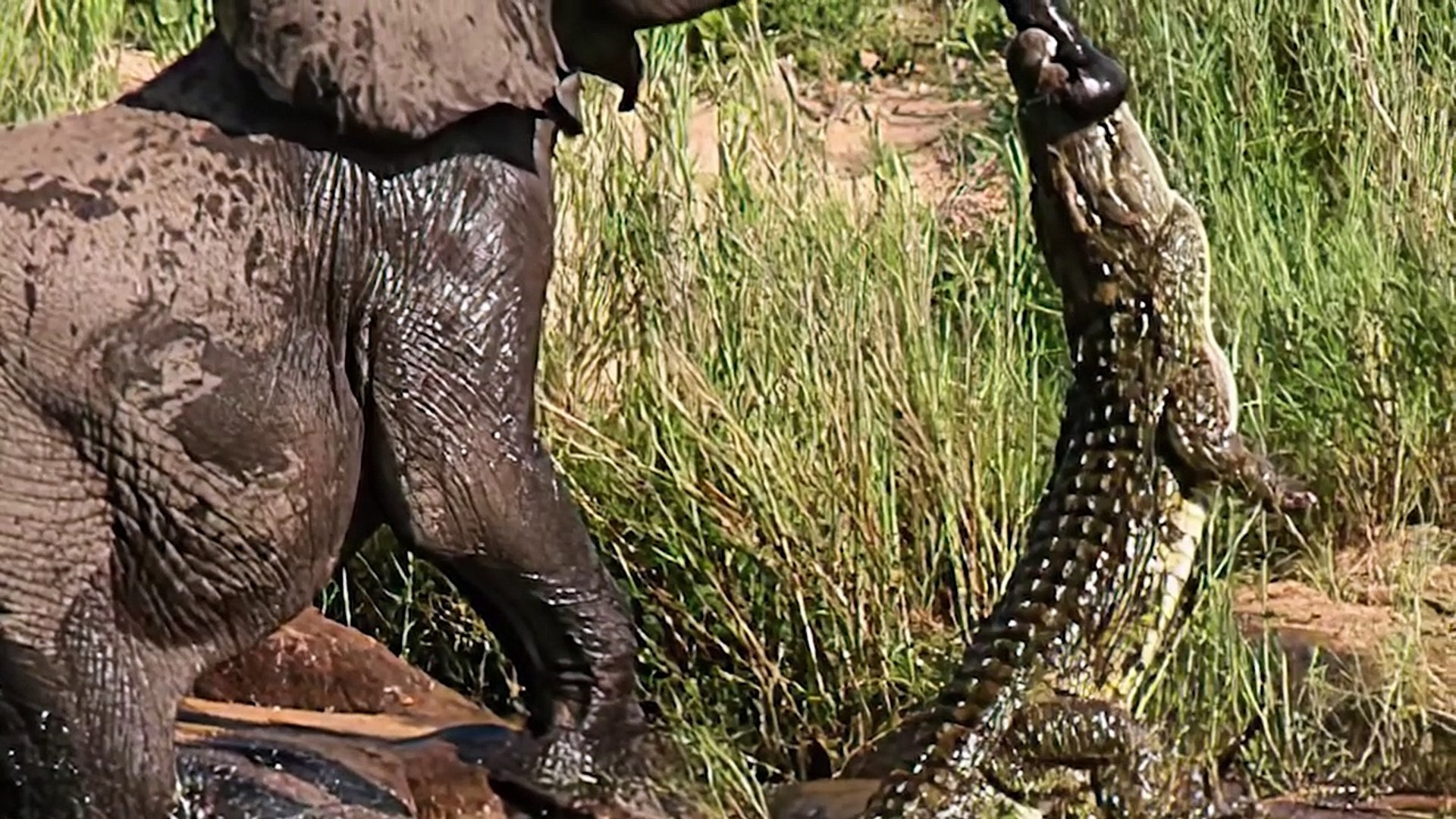 Alligator Vs Elephant