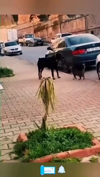 Funny Savage Cats That Are Totally Badass #shorts - video Dailymotion