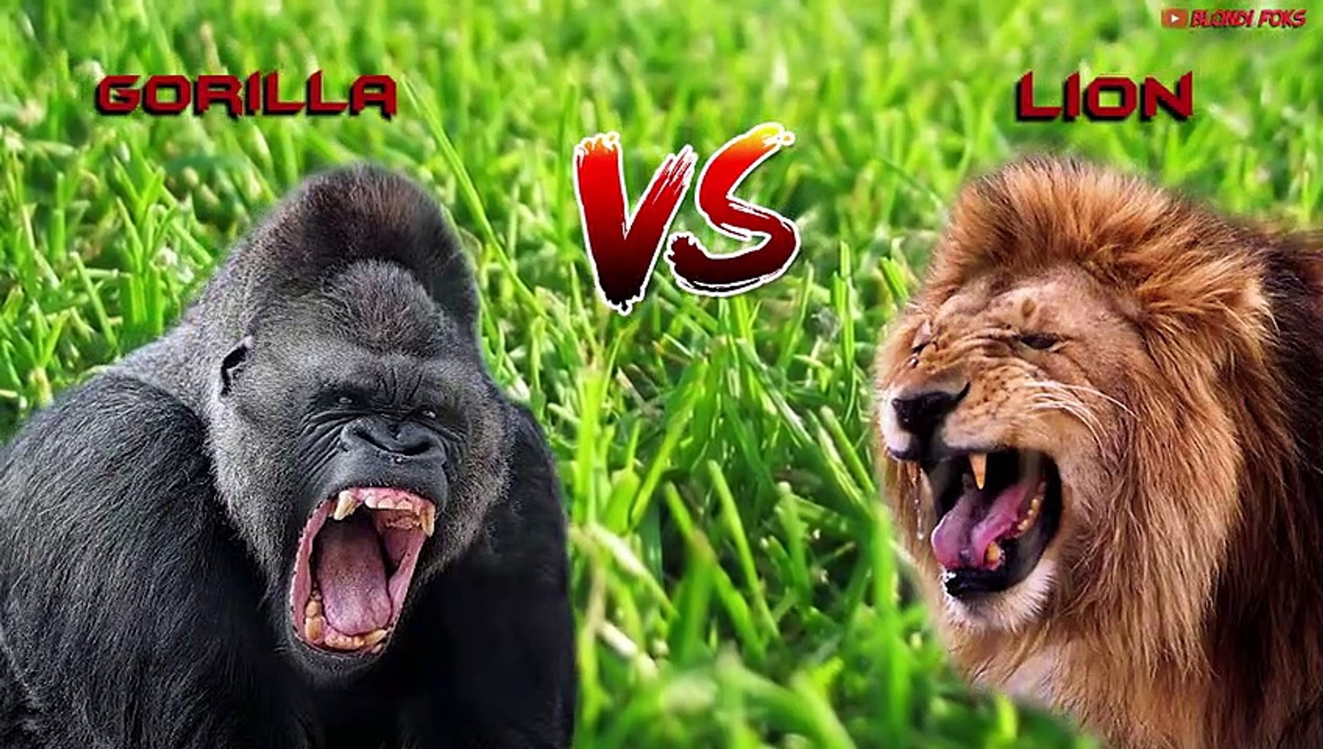 Silverback Gorilla Fighting A Lion