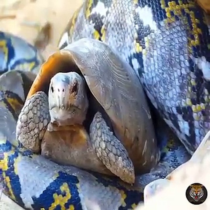 Turtle vs Snake(Python)Fight - video Dailymotion