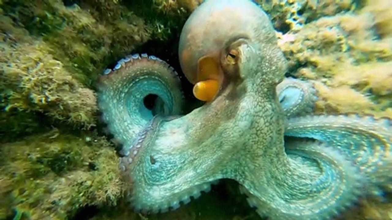 Octopus Takes Camera, Films Diver - video Dailymotion