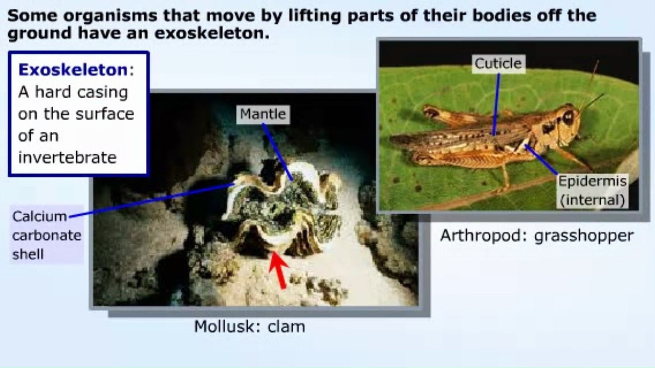 Exoskeleton Video Dailymotion