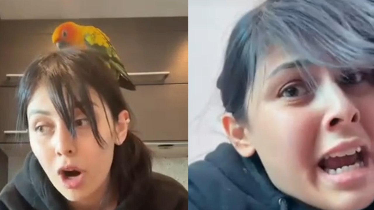 PANIC As Bird Flies Into Apartment! - video Dailymotion