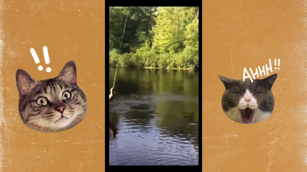 Meow Madness: The Funniest Cat Videos You'll Ever See! - Video Dailymotion