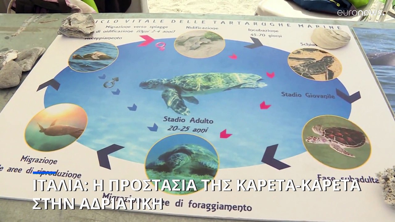 Αδριατική: Εξάπλωση της καρέτα- καρέτα, προσπάθειες για την προστασία ...