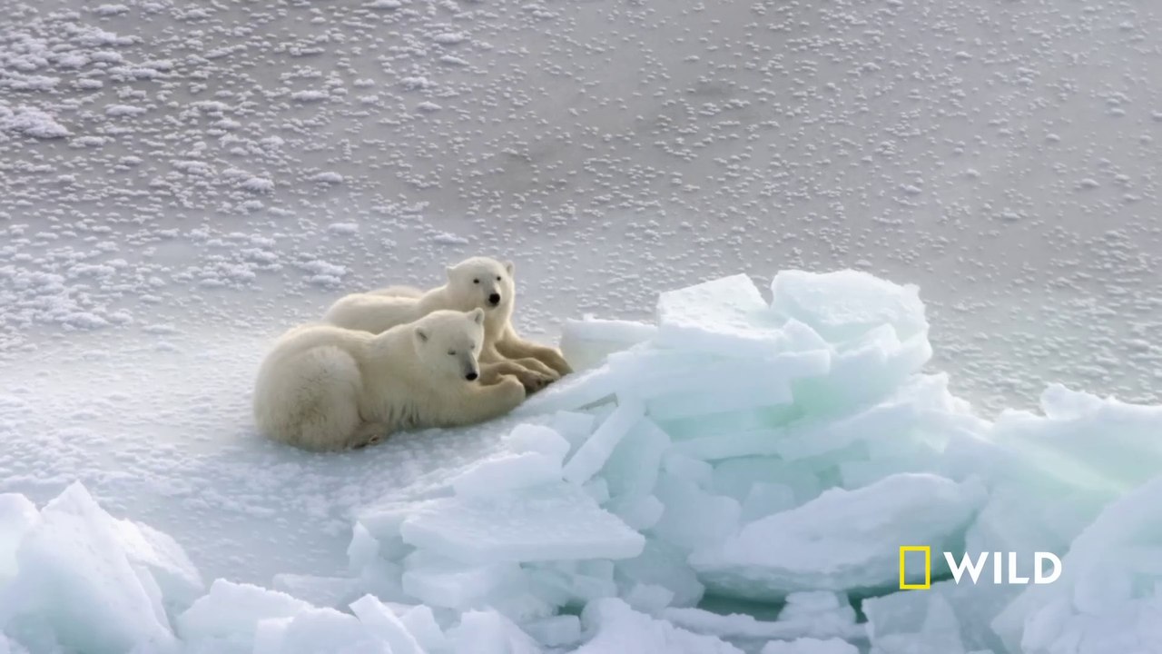 Clan of the North (Full Episode) | Kingdom of the Polar Bears, Wildlife ...