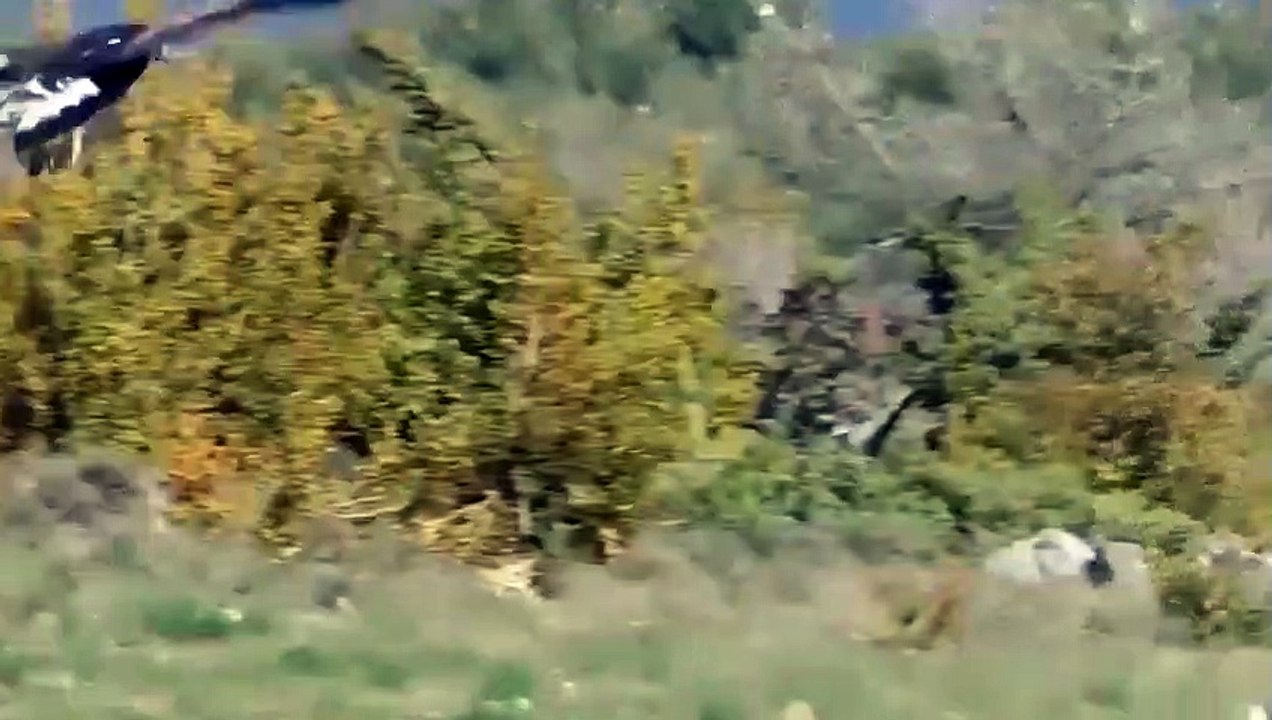 EXTREME FIGHT! MOUNTAIN GOAT ATTACKS SNOW LEOPARD AND THROWS IT OFF A ...