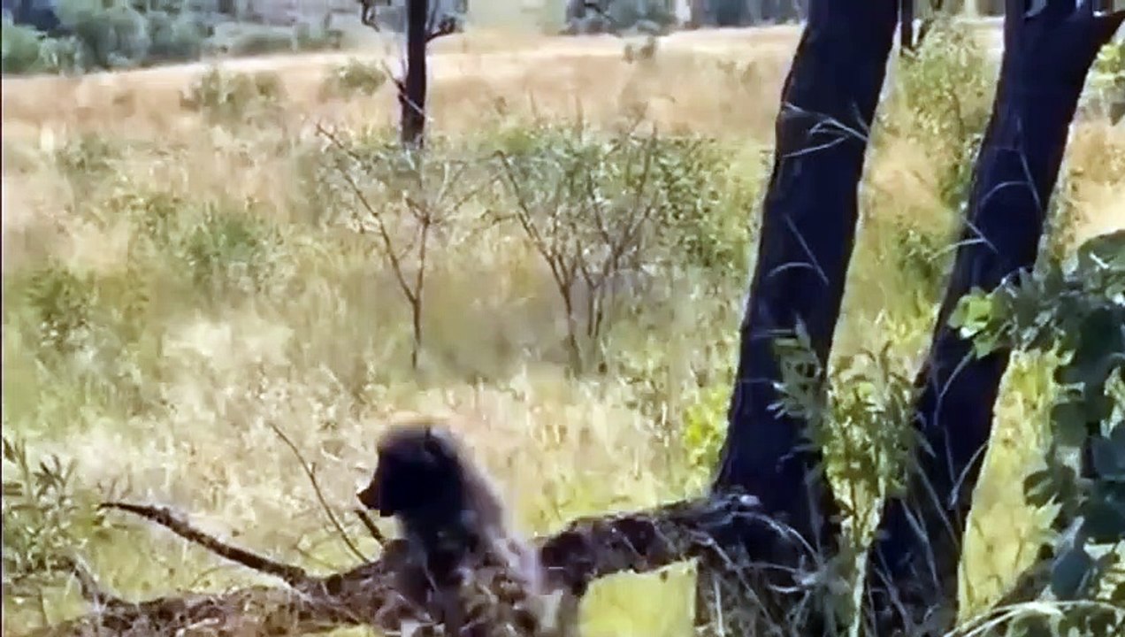 INCREDIBLE! ANGRY BABOONS ATTACK LEOPARD! LEOPARD MOTHER RESCUES HER ...