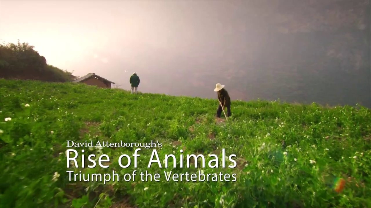 Rise of Animals: Triumph of the Vertebrates - Ep 1 From the Seas to the ...